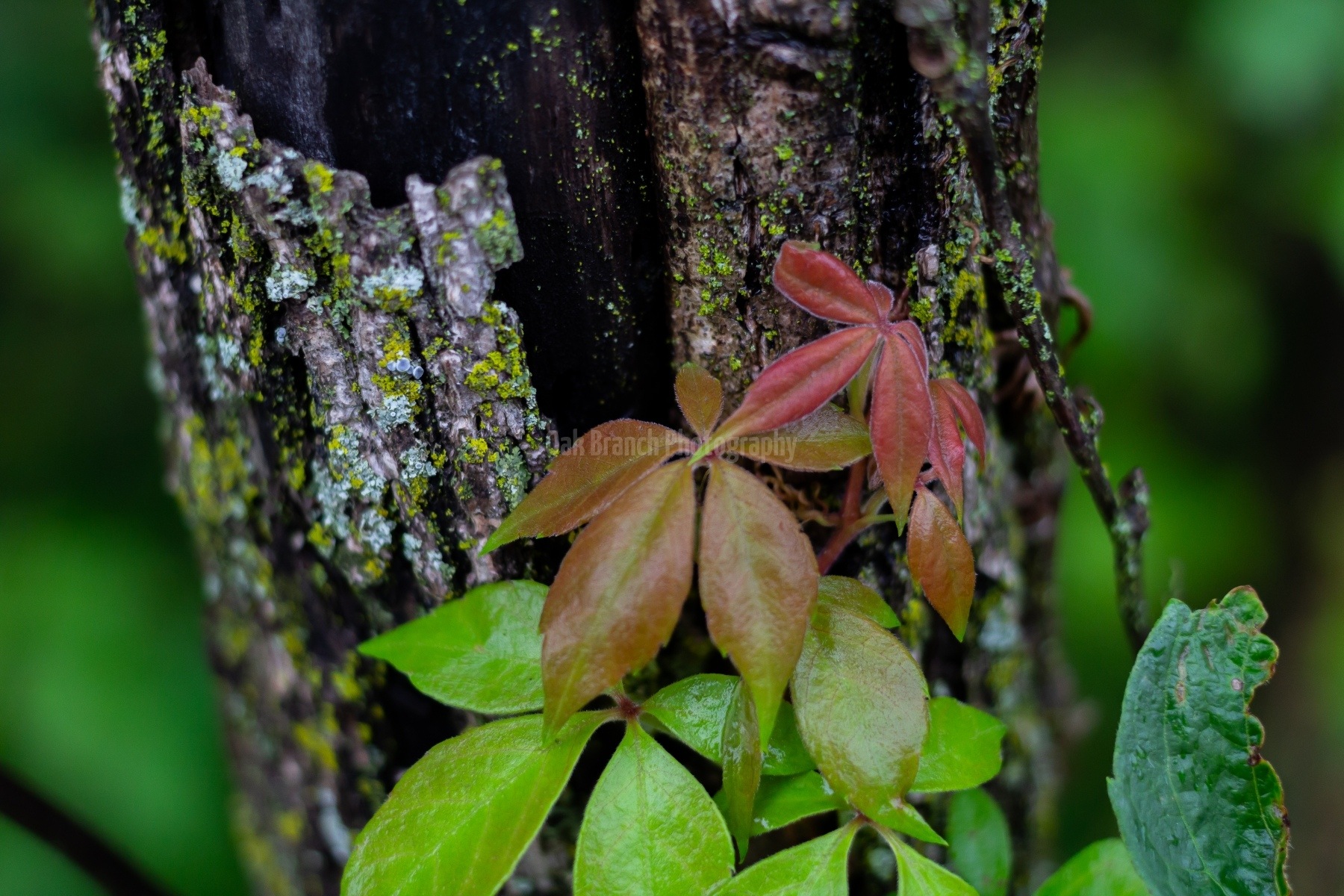 Trees - Oak Branch Gallery